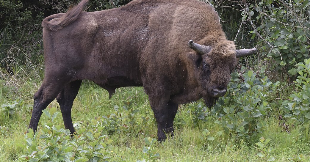Rewilding – Lad os få bisonokser tilbage i den danske natur